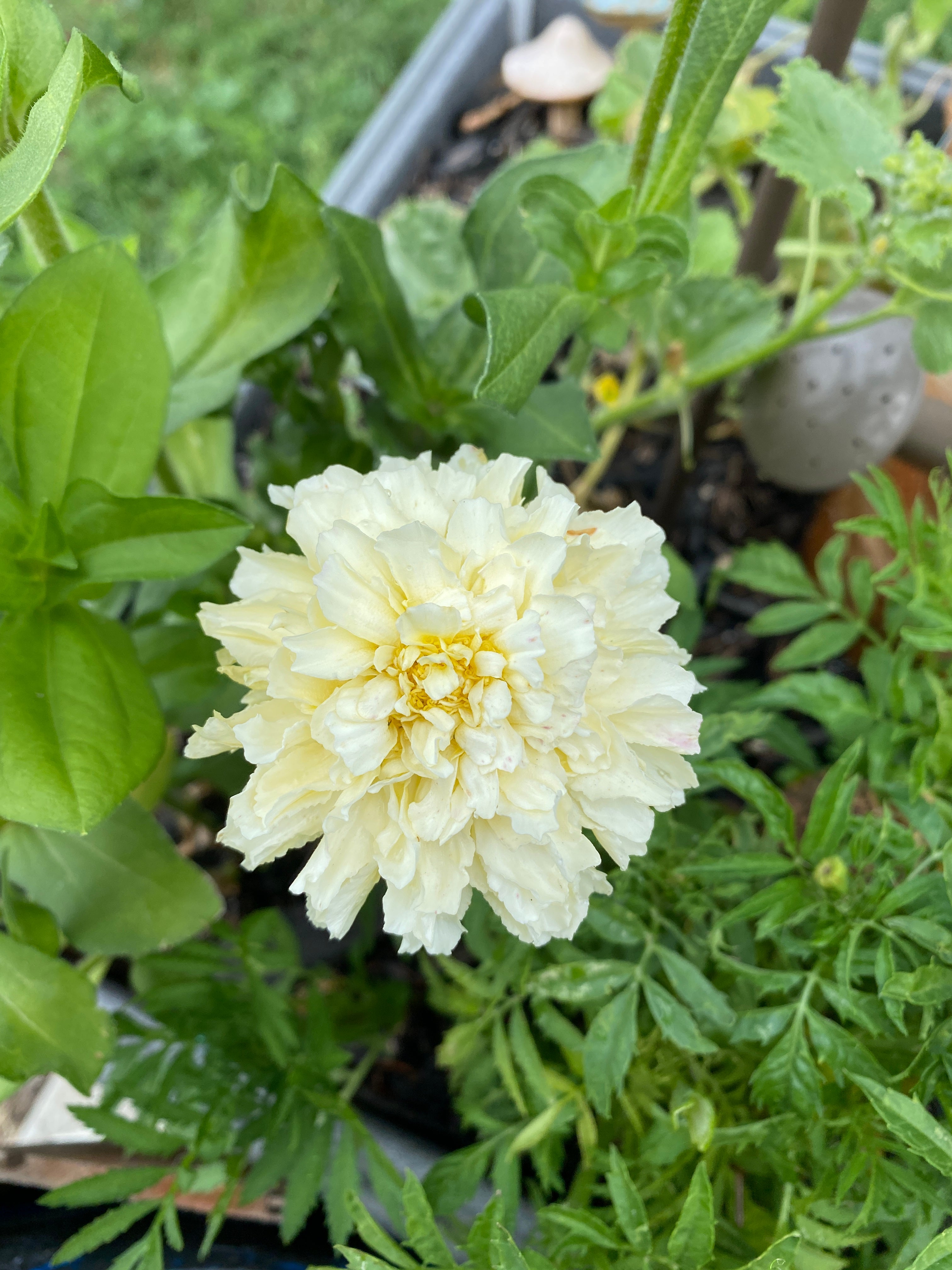 Kilamanjaro White Marigold | Thistle Do Seeds