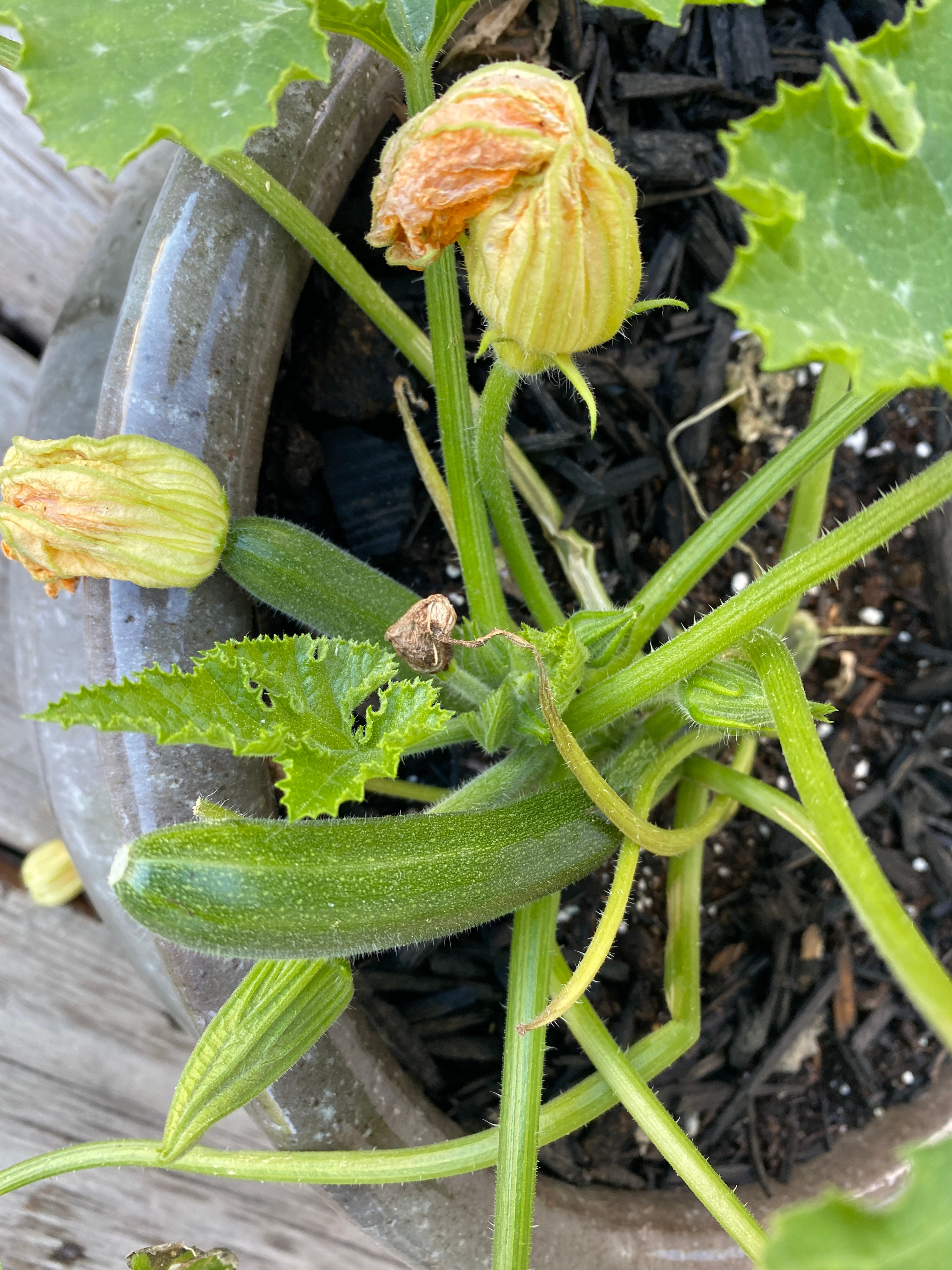 Container Astia Zucchini | Thistle Do Seeds