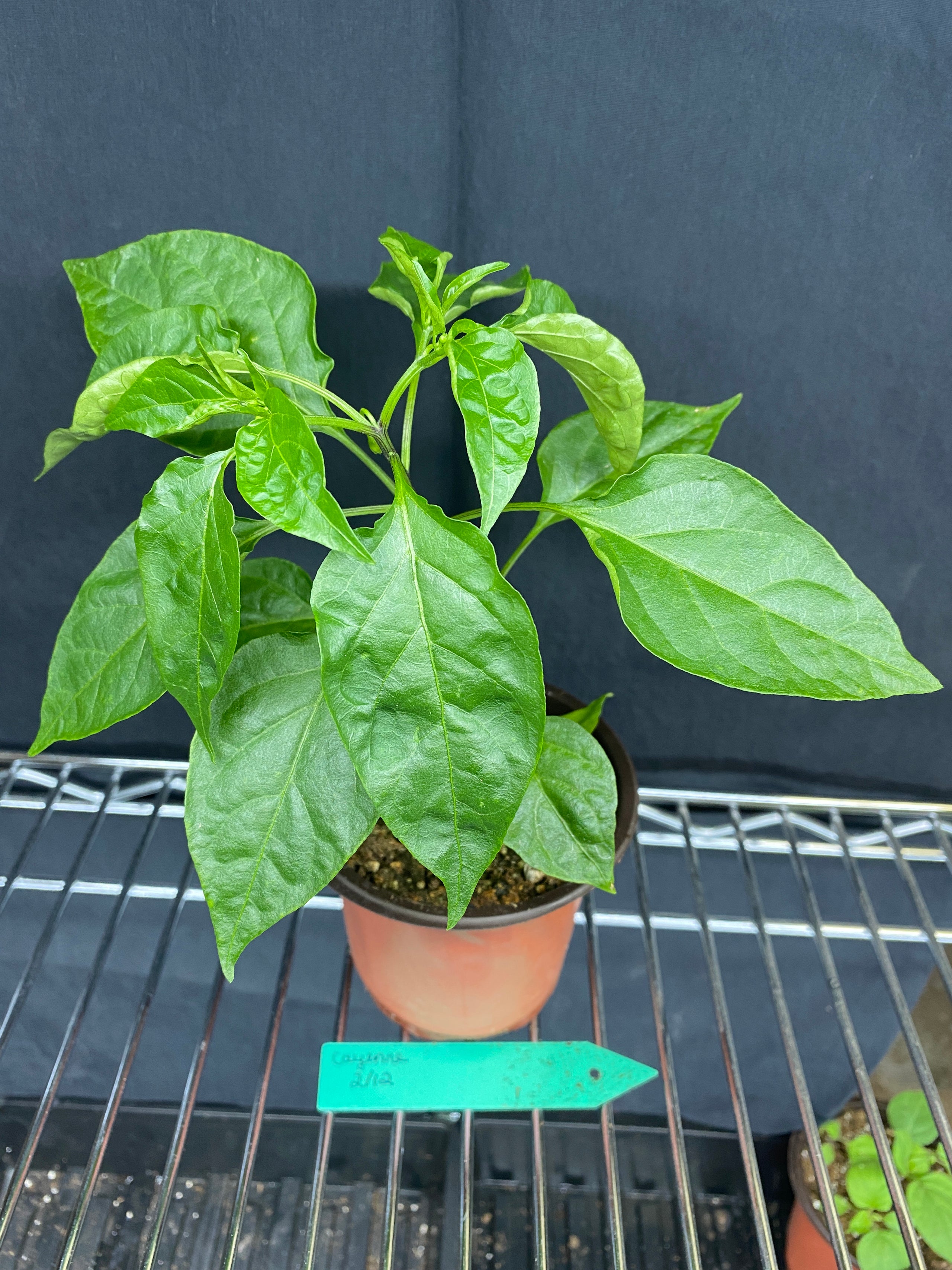 Cayenne, Ring of Fire Pepper | Thistle Do Seeds