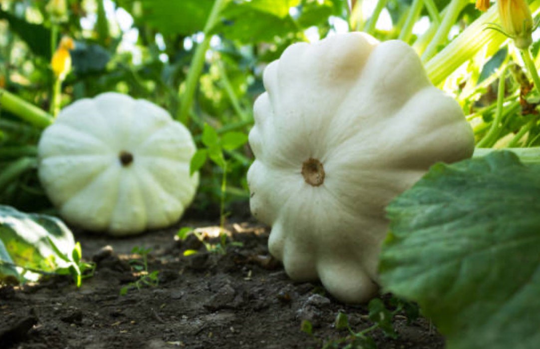 Early White Scallop Squash | Thistle Do Seeds